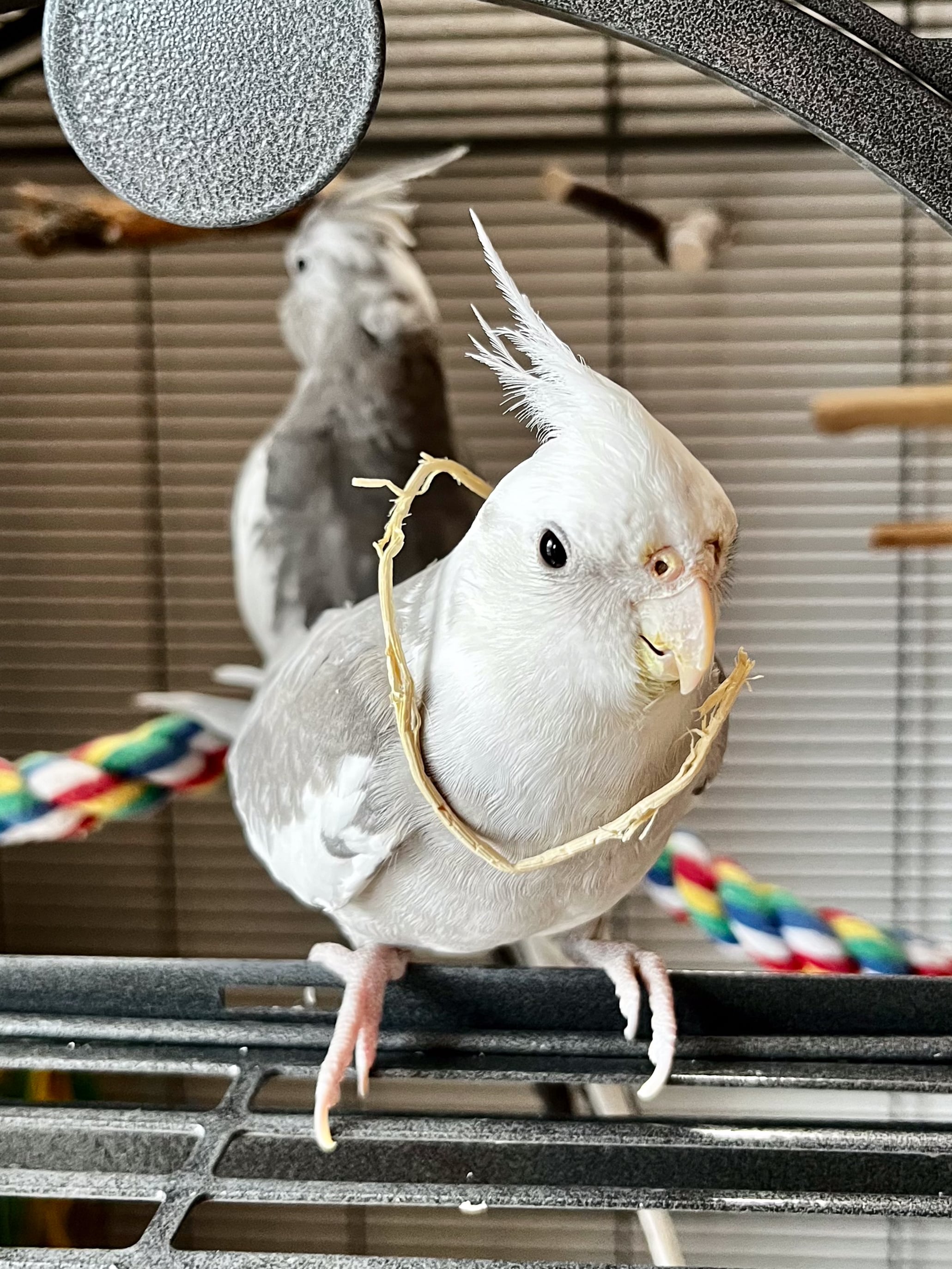 are cockatiels color blind