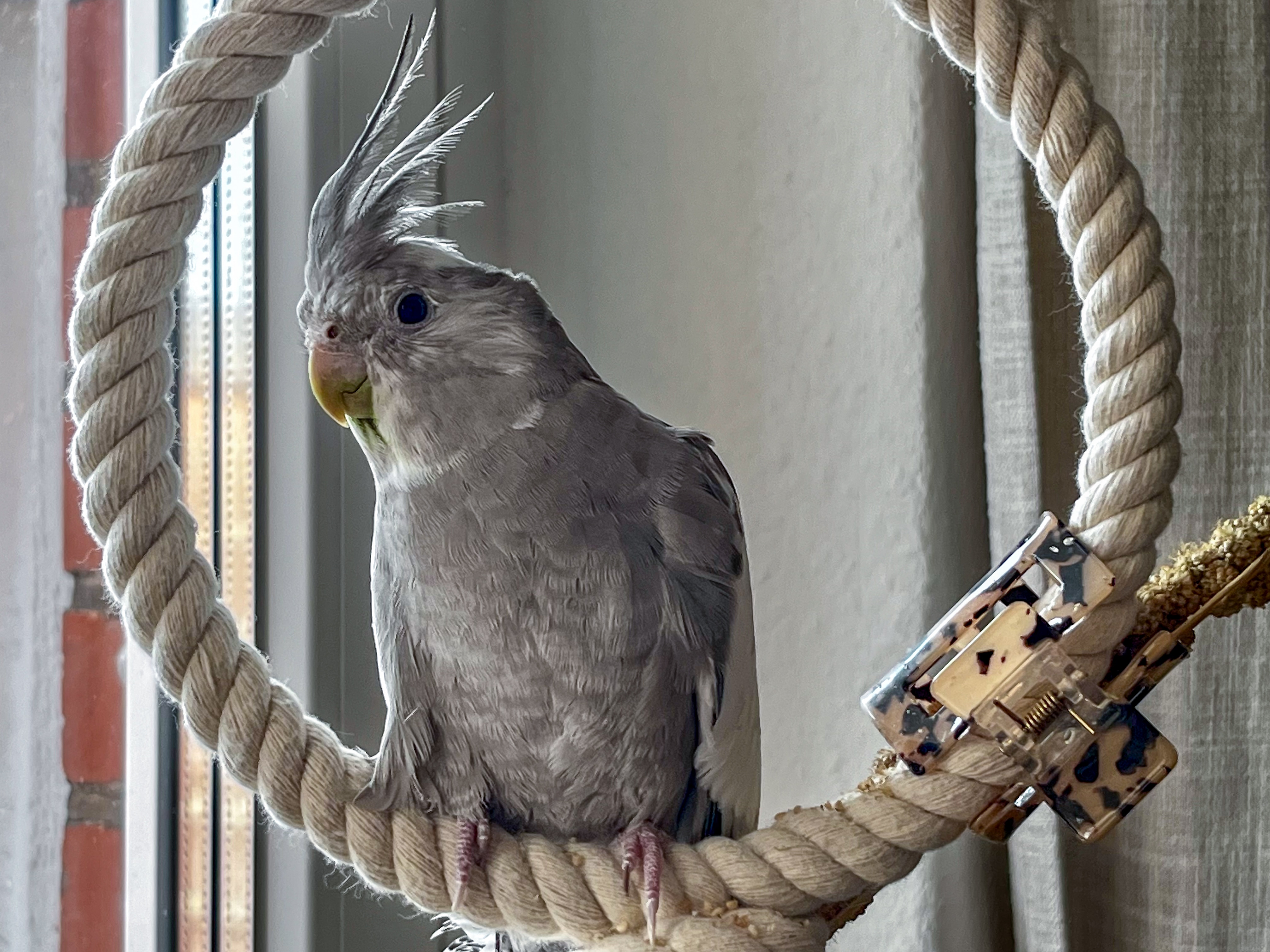 are cockatiels color blind