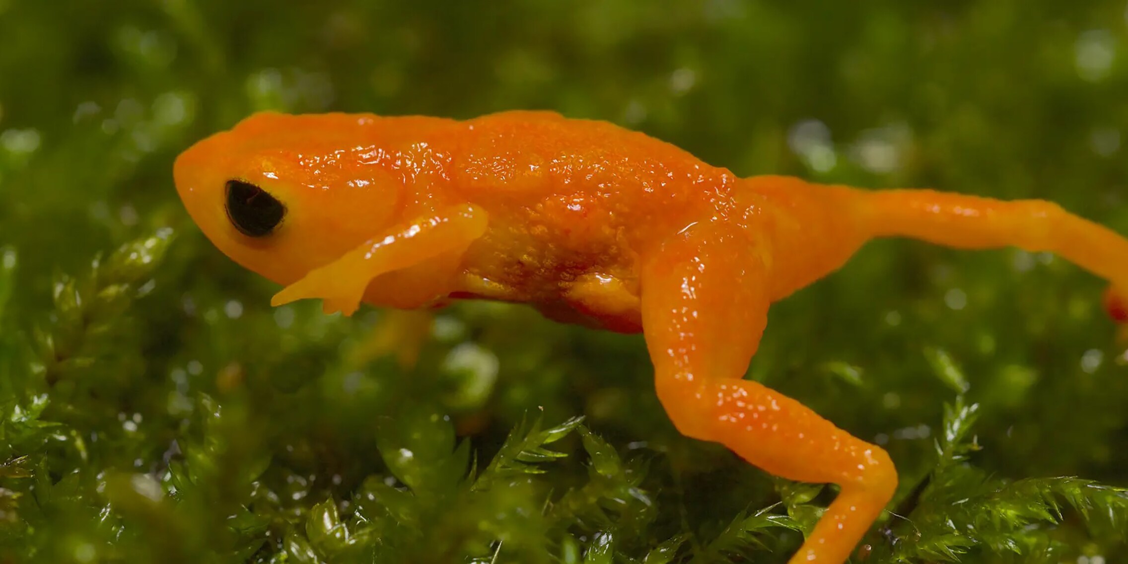 Der Frosch, der nicht richtig hüpfen kann - Galaxus