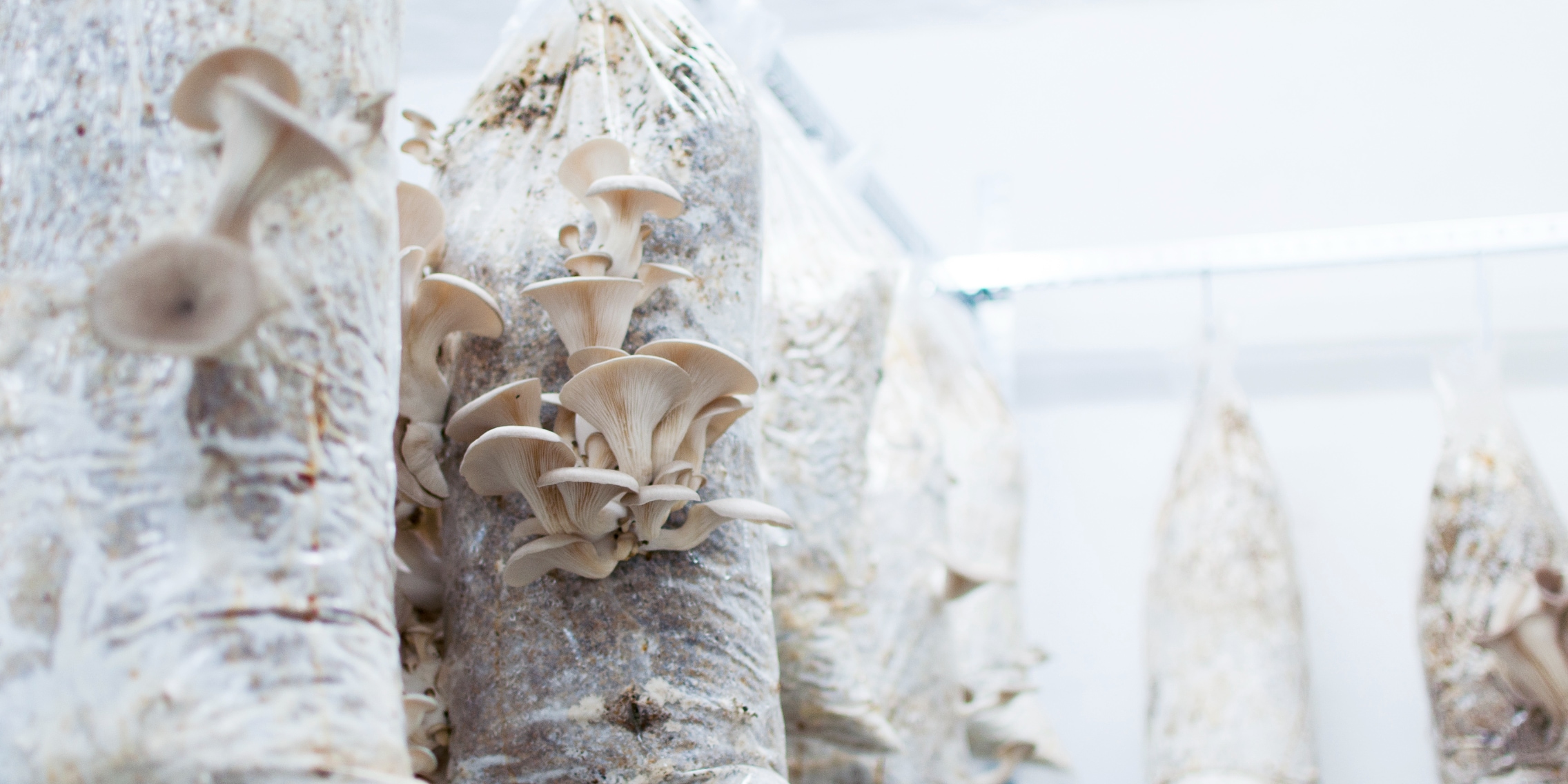 Eben noch Kaffee, jetzt schon Pilz: Besuch auf einer Wiener Pilzfarm ...