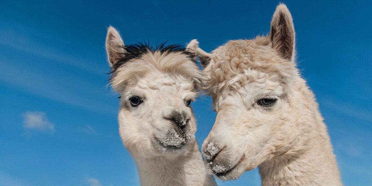 LLaMA 2: Meta presents new AI language model - Galaxus LLaMA 2: Meta presents new AI language model - Galaxus
